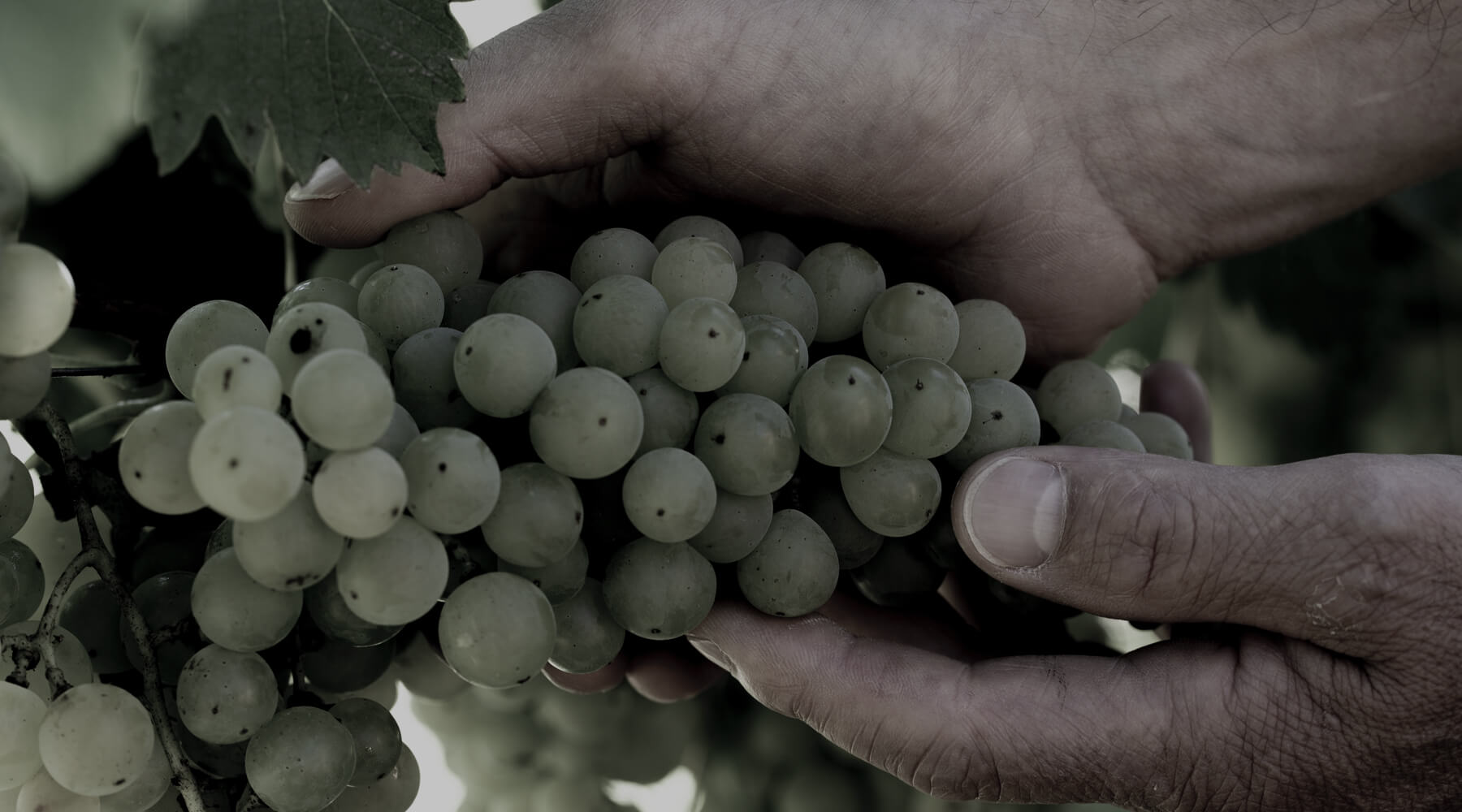 Our wine is fashion - CECI 1938